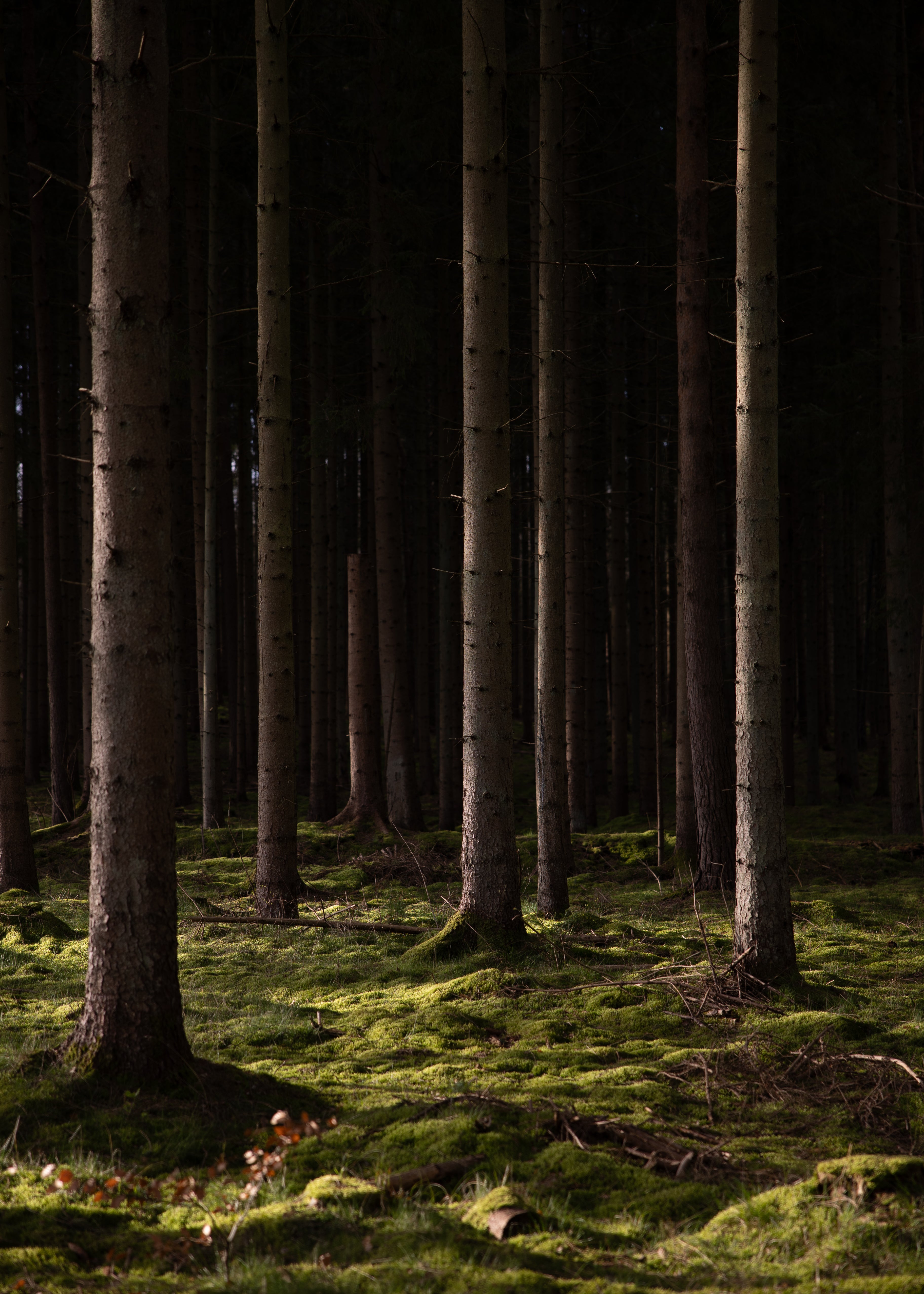 Rumi Skin – Bespoke Studio